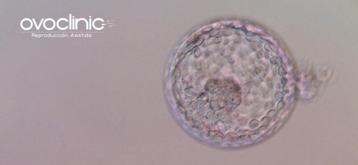 Implantación embrionaria: relación con embarazo | Ovoclinic